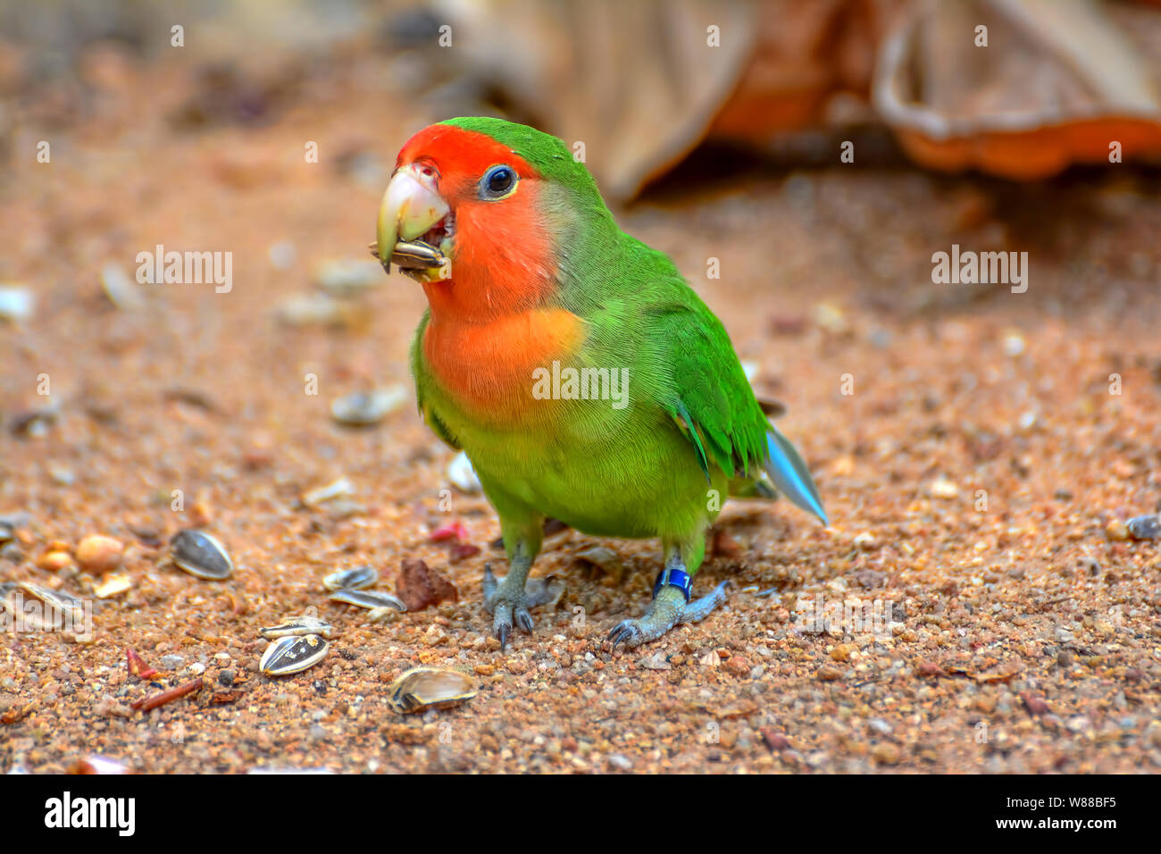 beautiful colorful parrot Stock Photo - Alamy
