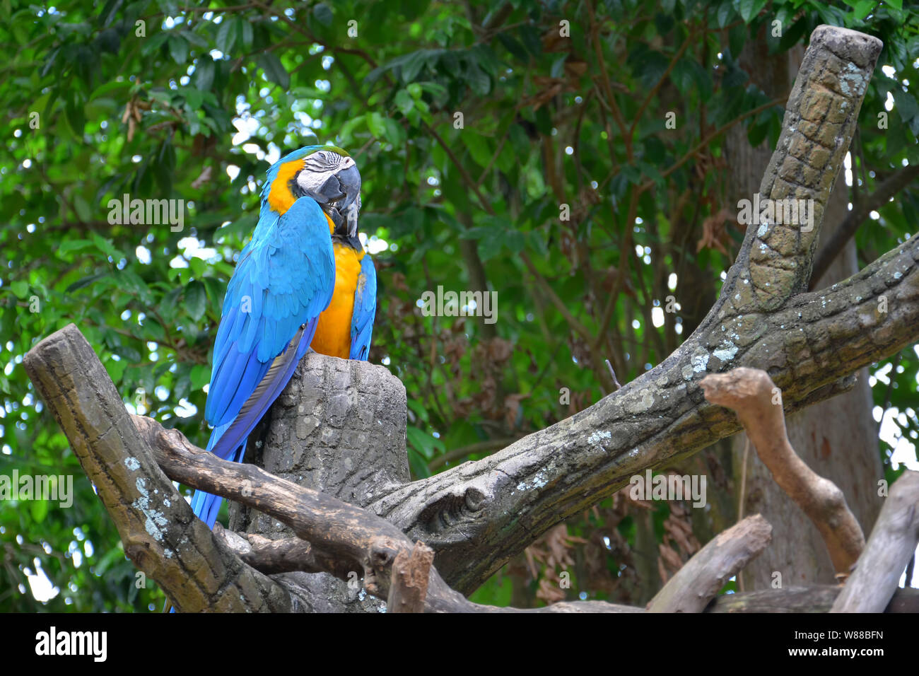 A blue and yellow parrots Stock Photo - Alamy