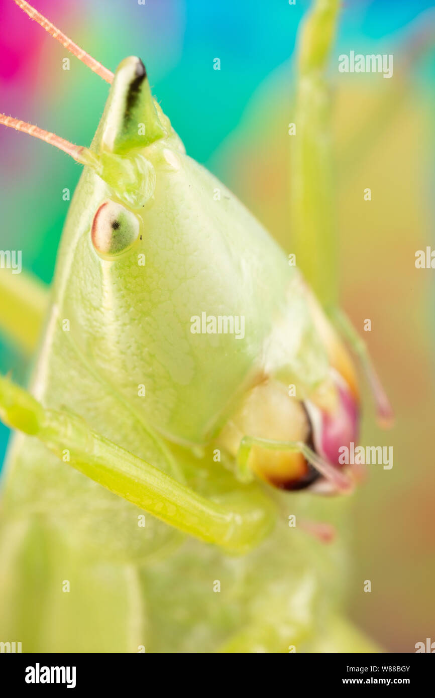 Close up photo of a nebraska conehead insect hi-res stock photography ...