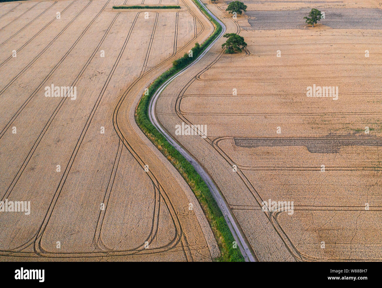 Grain shoot hi-res stock photography and images - Alamy