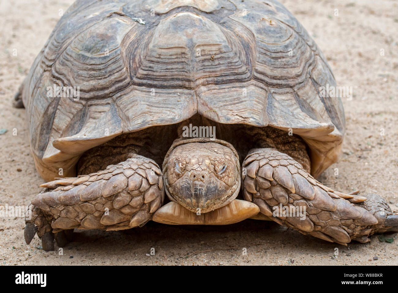 African Spurred Tortoise Sulcata Tortoise High Resolution Stock ...