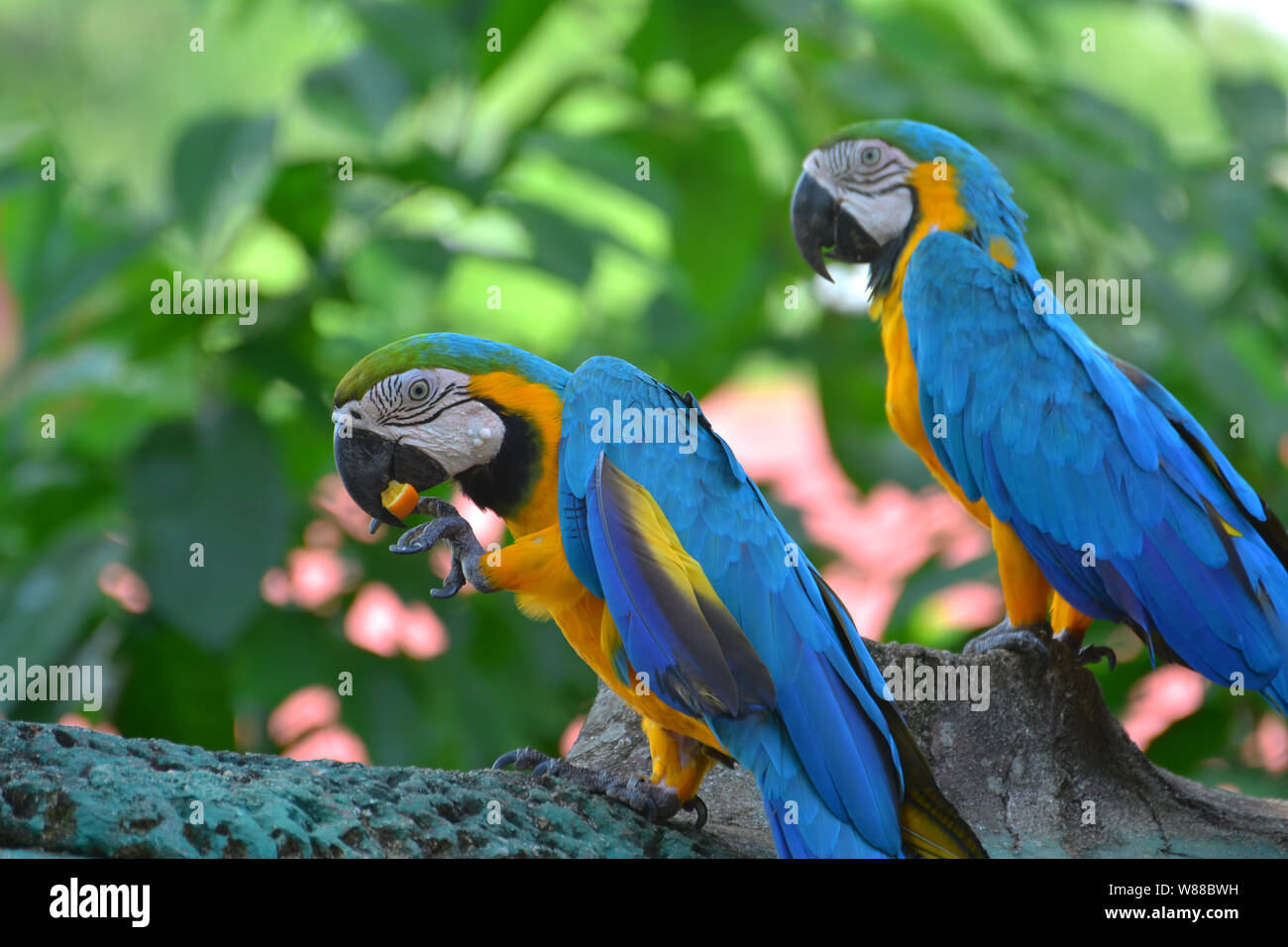 A blue and yellow parrots Stock Photo - Alamy