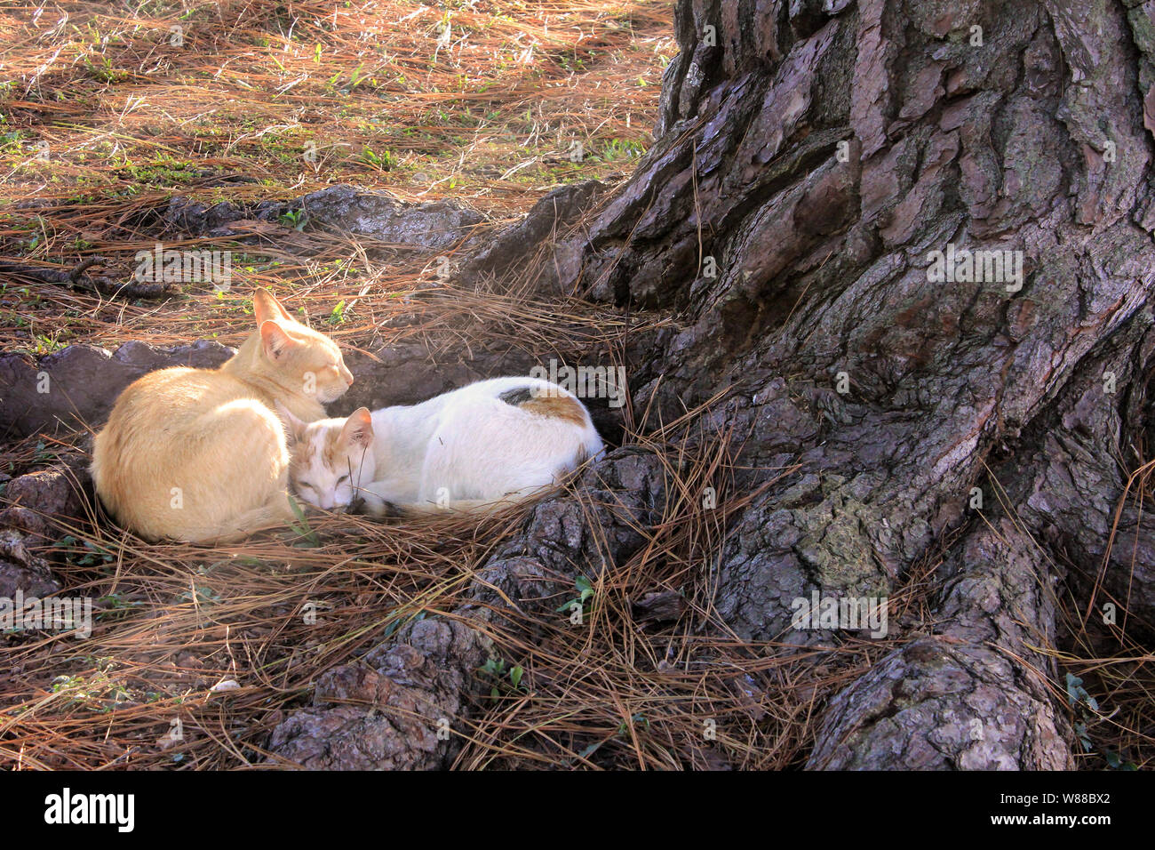 Sleeping cat under tree with ray of light Stock Photo - Alamy