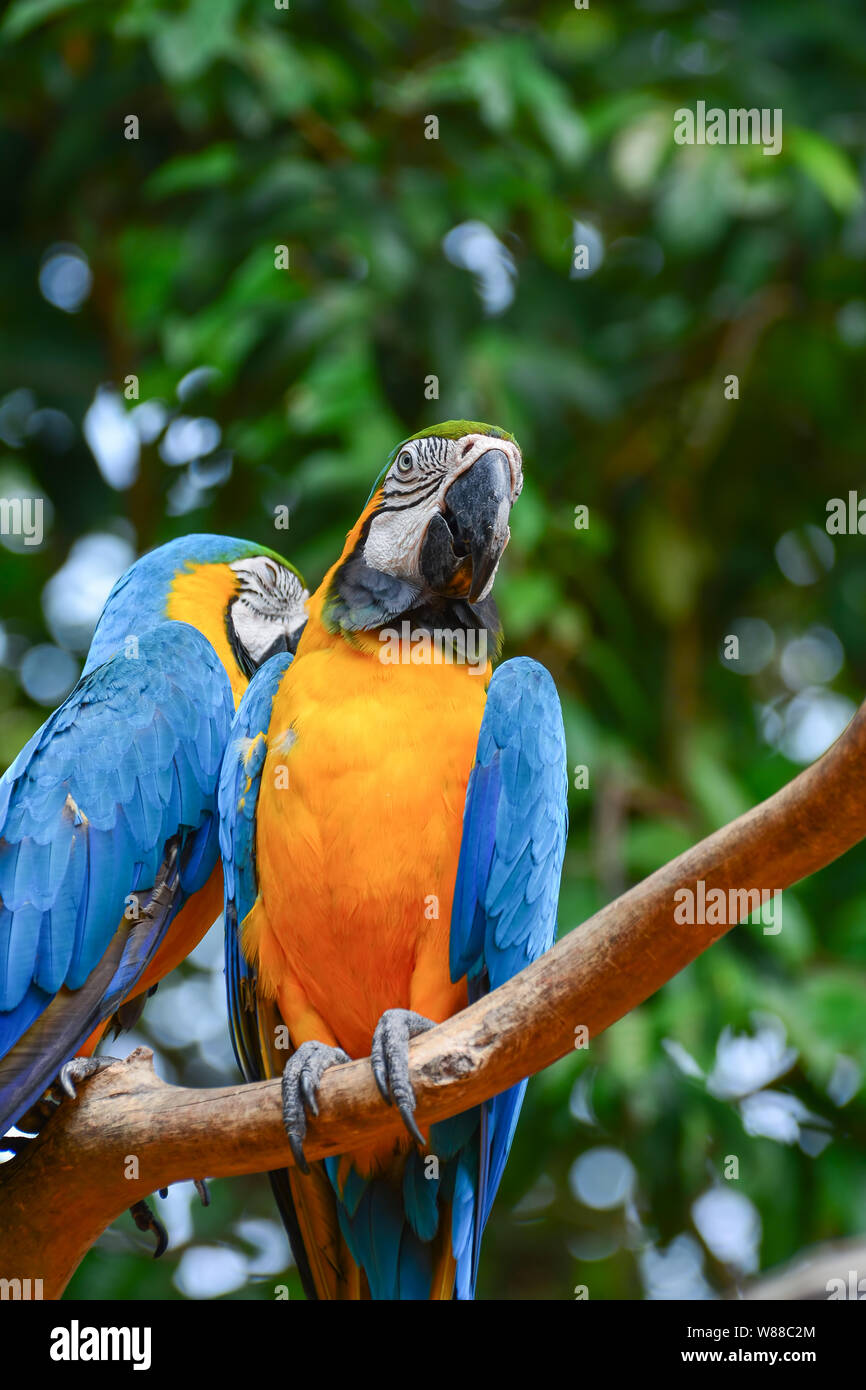 A blue and yellow parrots Stock Photo - Alamy