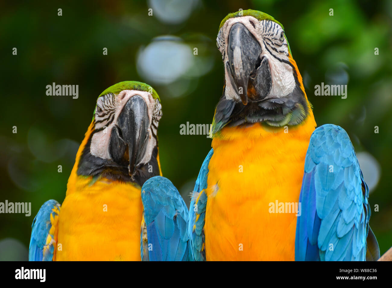 A blue and yellow parrots Stock Photo - Alamy