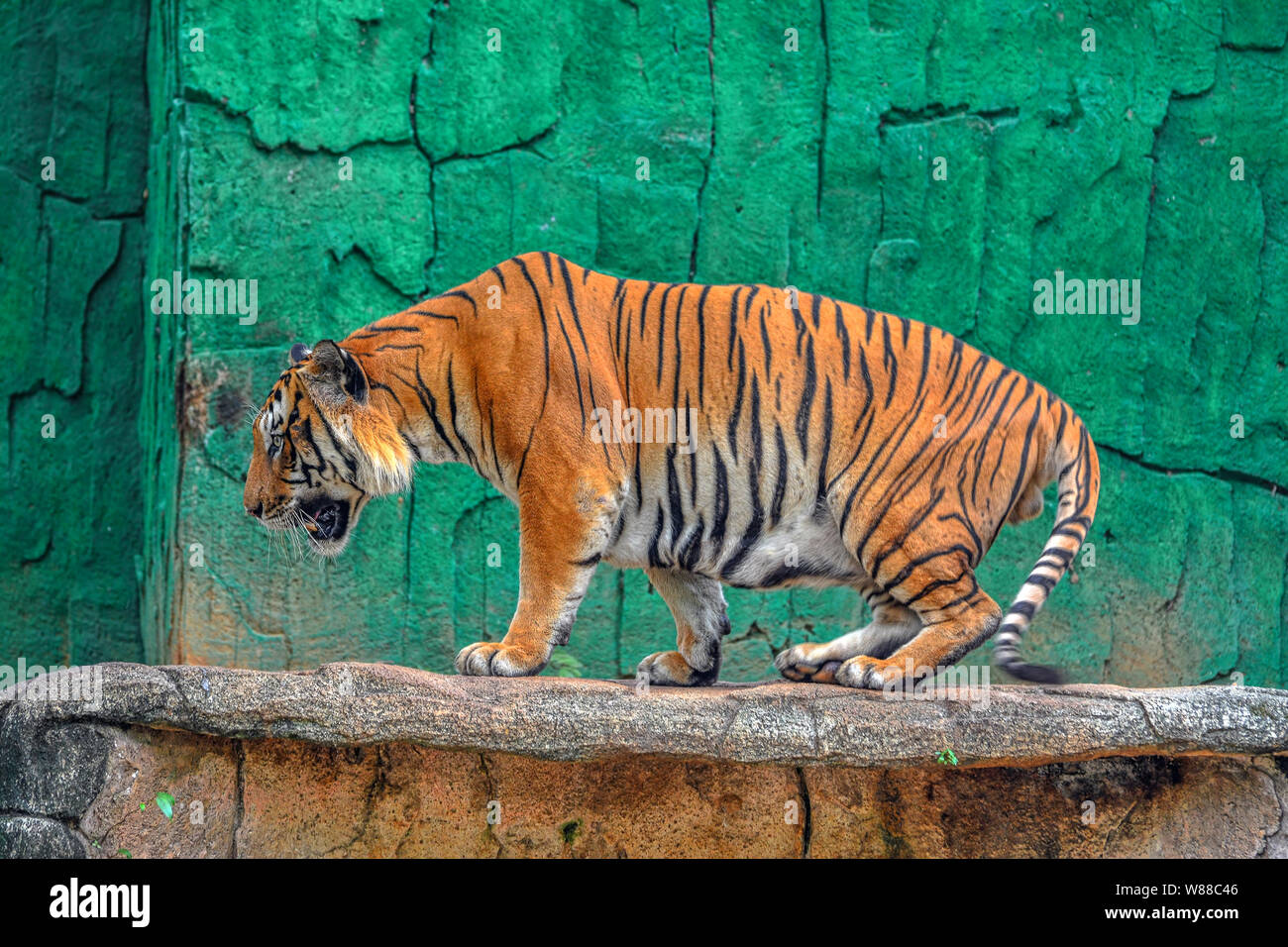 Behavior of the tiger Stock Photo - Alamy
