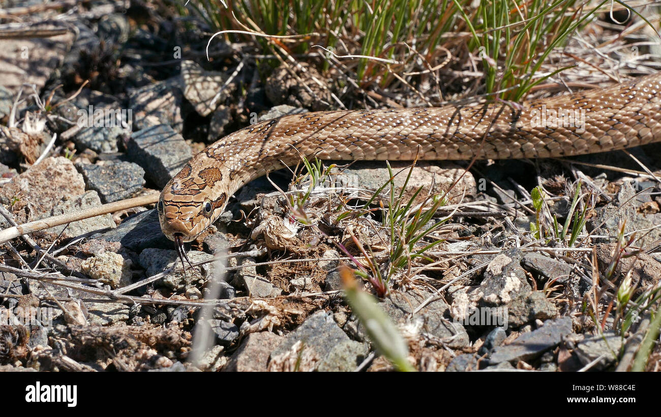 Cottonmouth poison snake in South Kazakhstan Stock Photo - Alamy