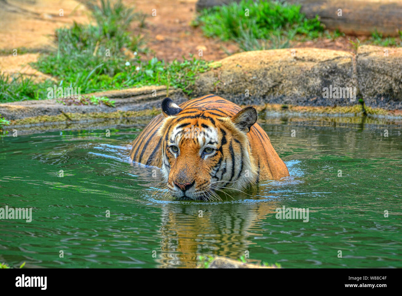 Tiger Swimming High Resolution Stock Photography and Images - Alamy
