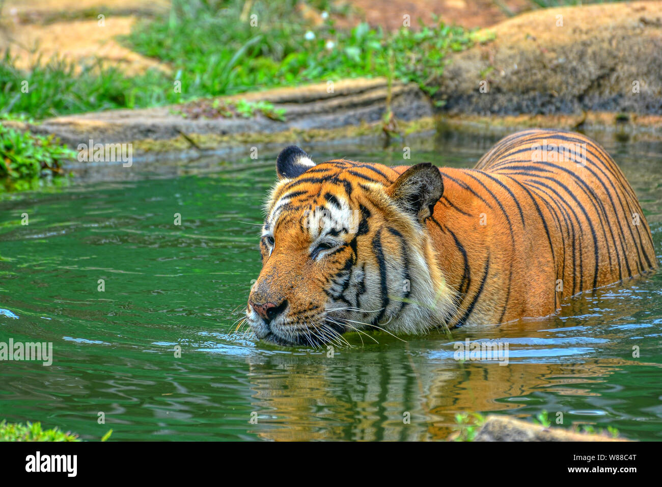 Tiger Cub Swimming High Resolution Stock Photography and Images - Alamy