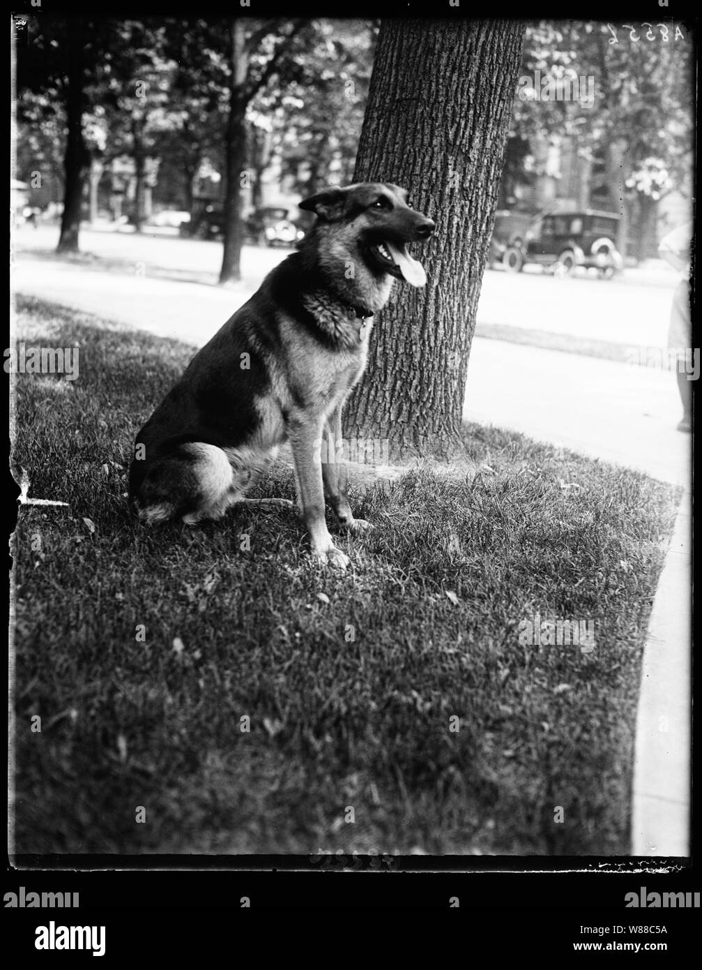 Alex, prize German police dog and pet of Miss Ailsa Mellon, daughter of ...