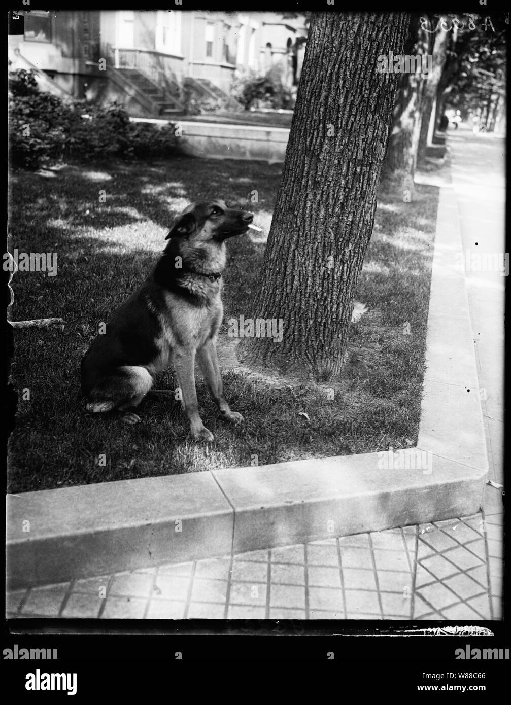Alex, prize German police dog and pet of Miss Ailsa Mellon, daughter of ...