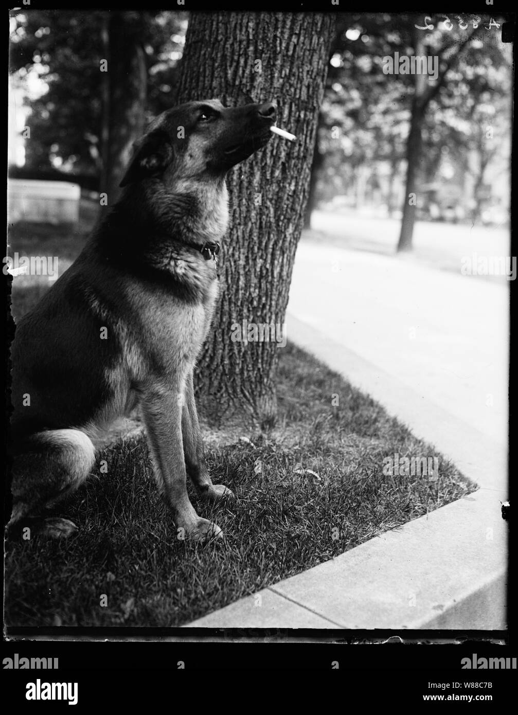Alex, prize German police dog and pet of Miss Ailsa Mellon, daughter of ...