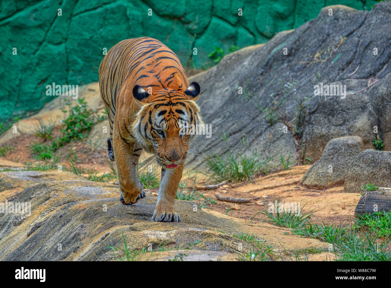Behavior of the tiger Stock Photo - Alamy