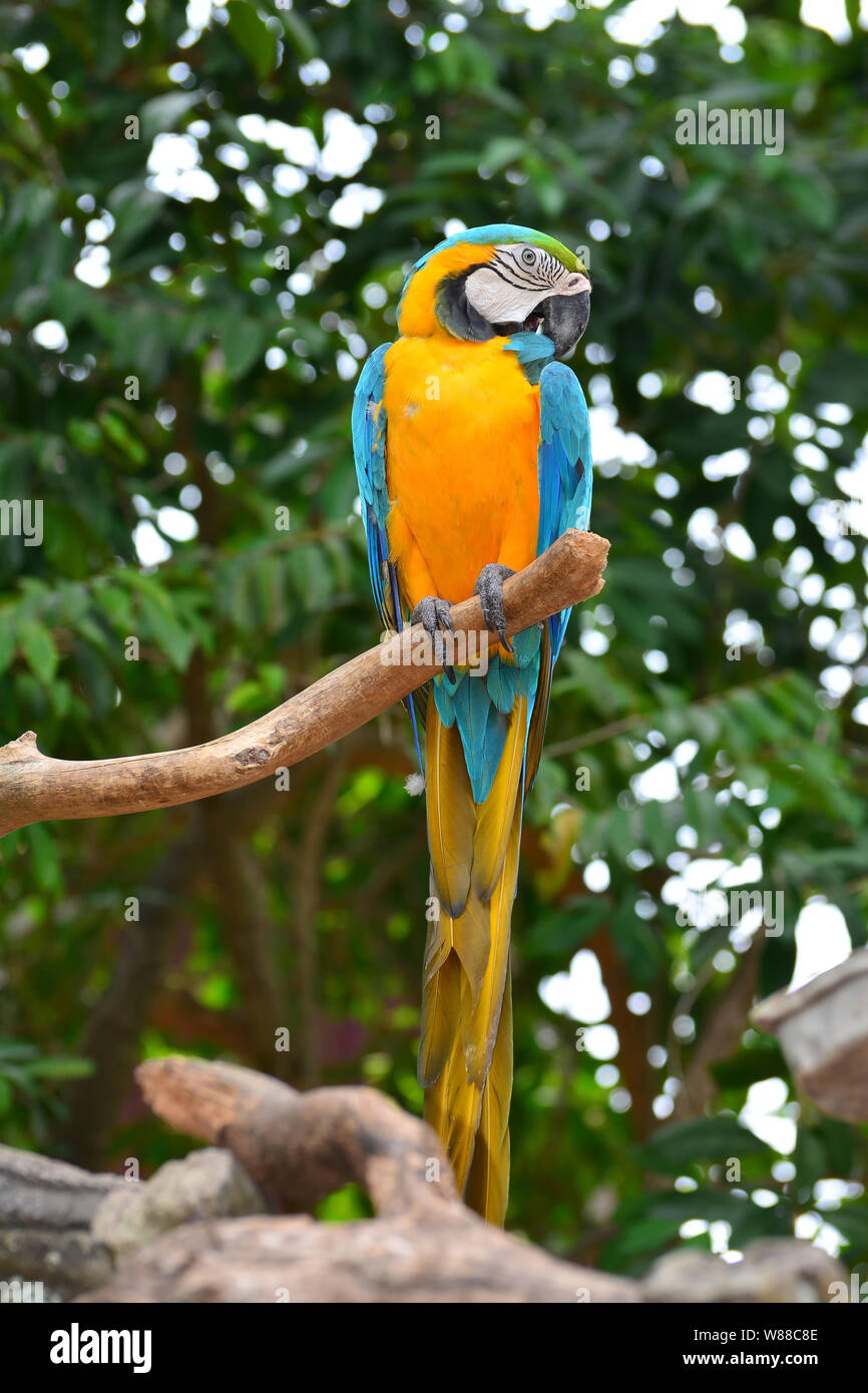 A blue and yellow parrots Stock Photo - Alamy