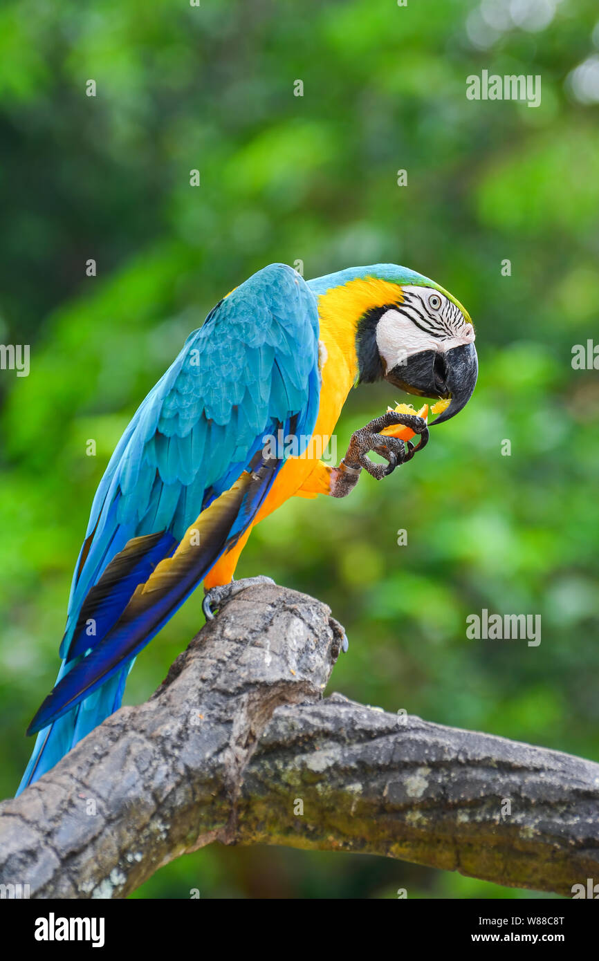 A blue and yellow parrots Stock Photo - Alamy