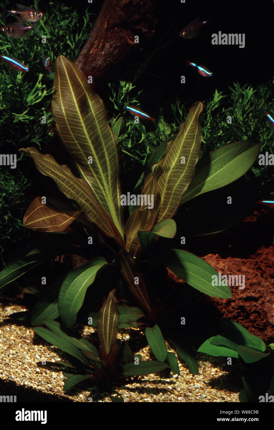 Melon sword, Echinodorus uruguayensis (osiris Stock Photo - Alamy