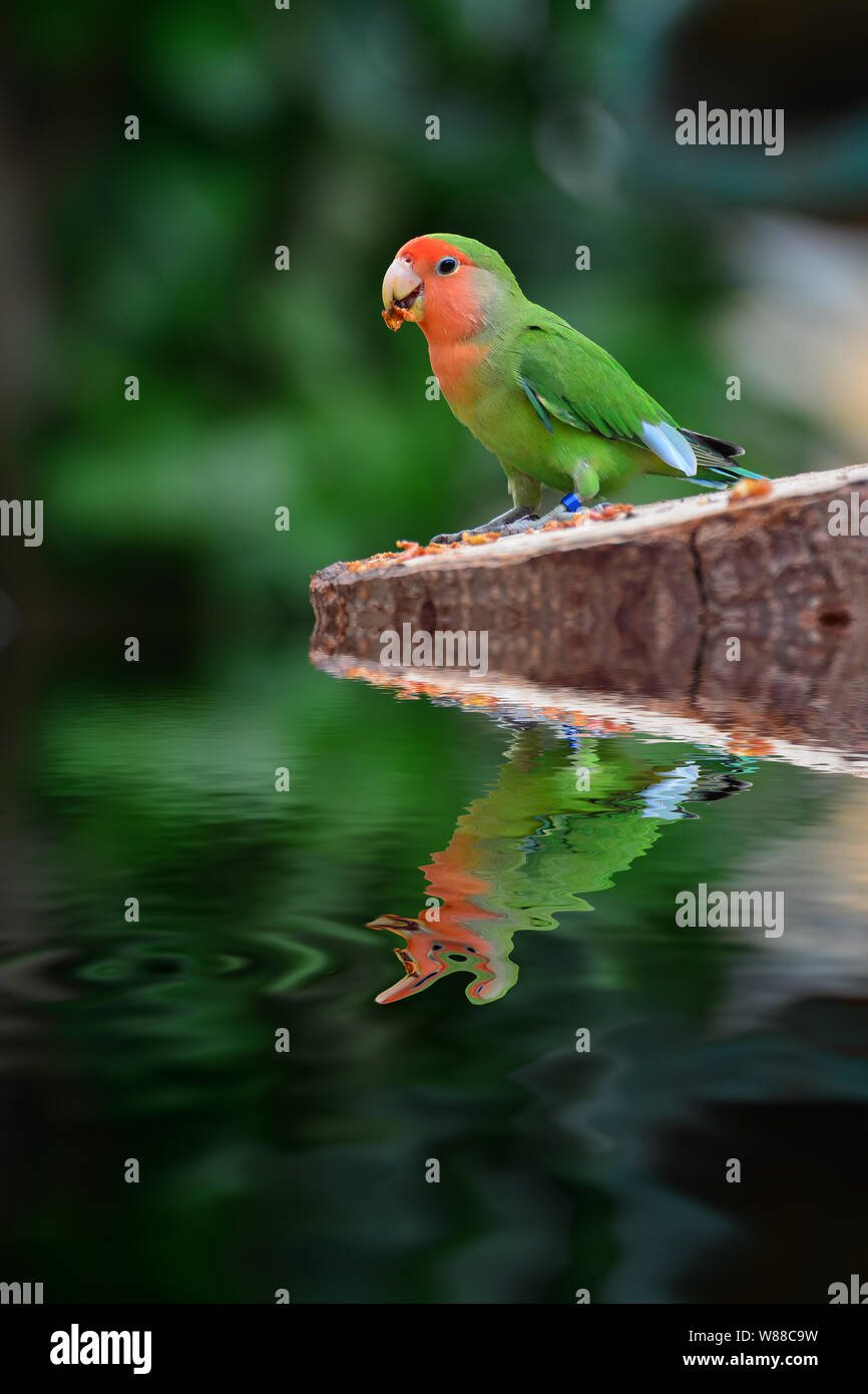 beautiful colorful parrot with water reflection Stock Photo - Alamy