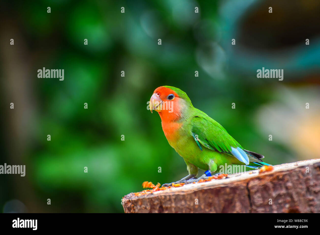 beautiful colorful parrot Stock Photo - Alamy