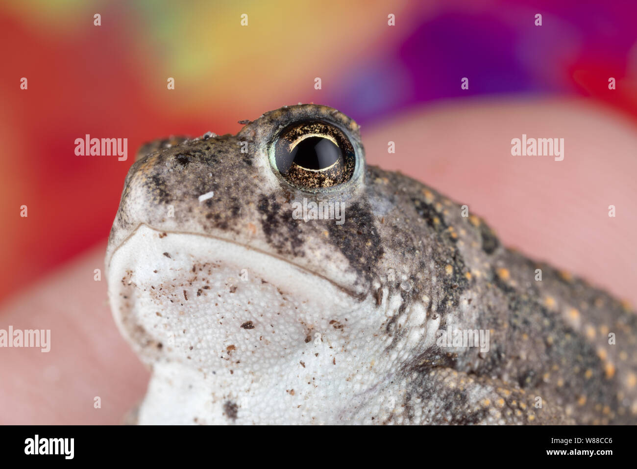 Macro photo of a toad being held in a hand with lots of details visible ...