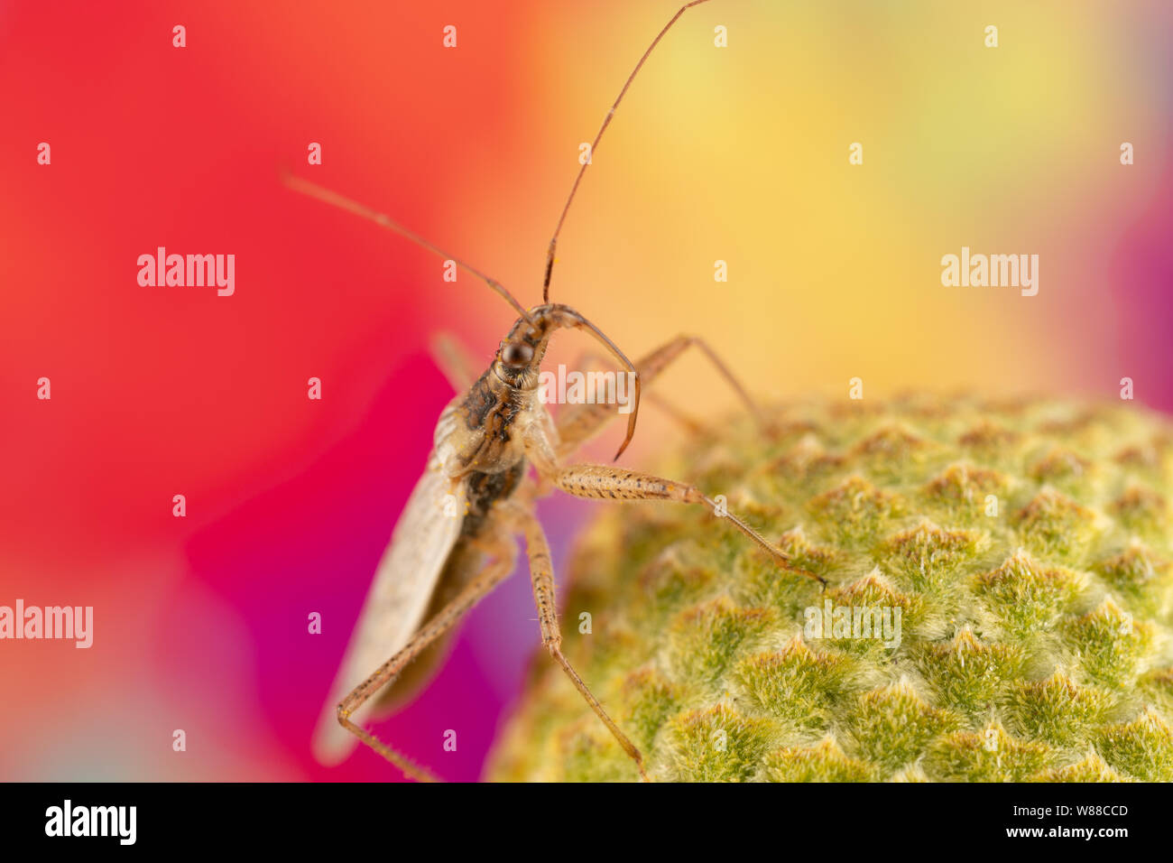 A tiny bug standing on the top of a prairie coneflower with a colorful ...