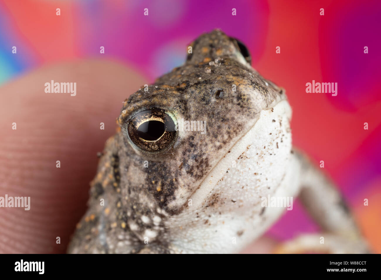 Macro photo of a toad being held in a hand with lots of details visible ...