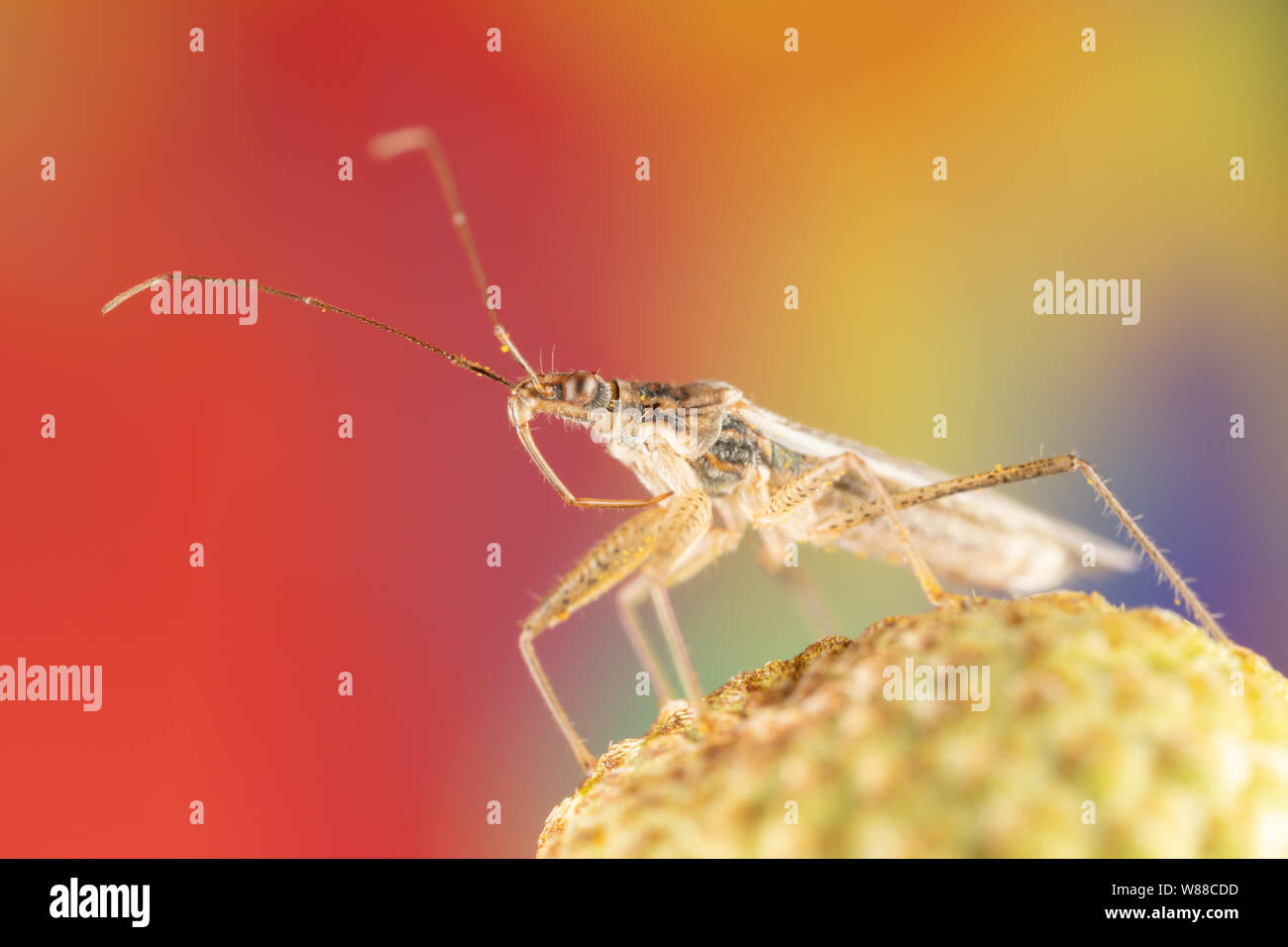 Bug with long proboscis hi-res stock photography and images - Alamy