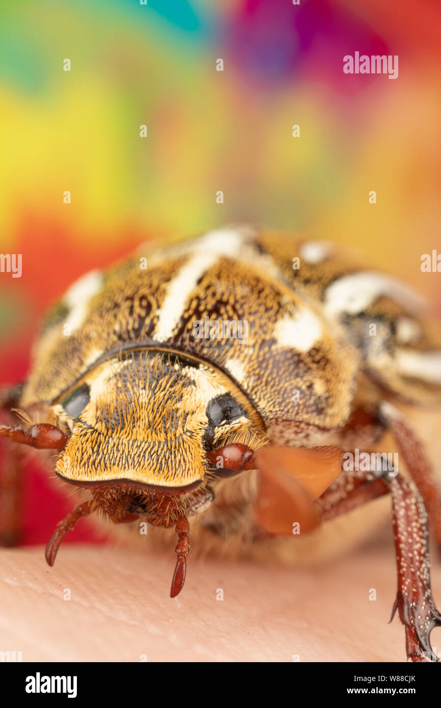 macro photo of a ten lined june beetle, also called a squeak bug ...