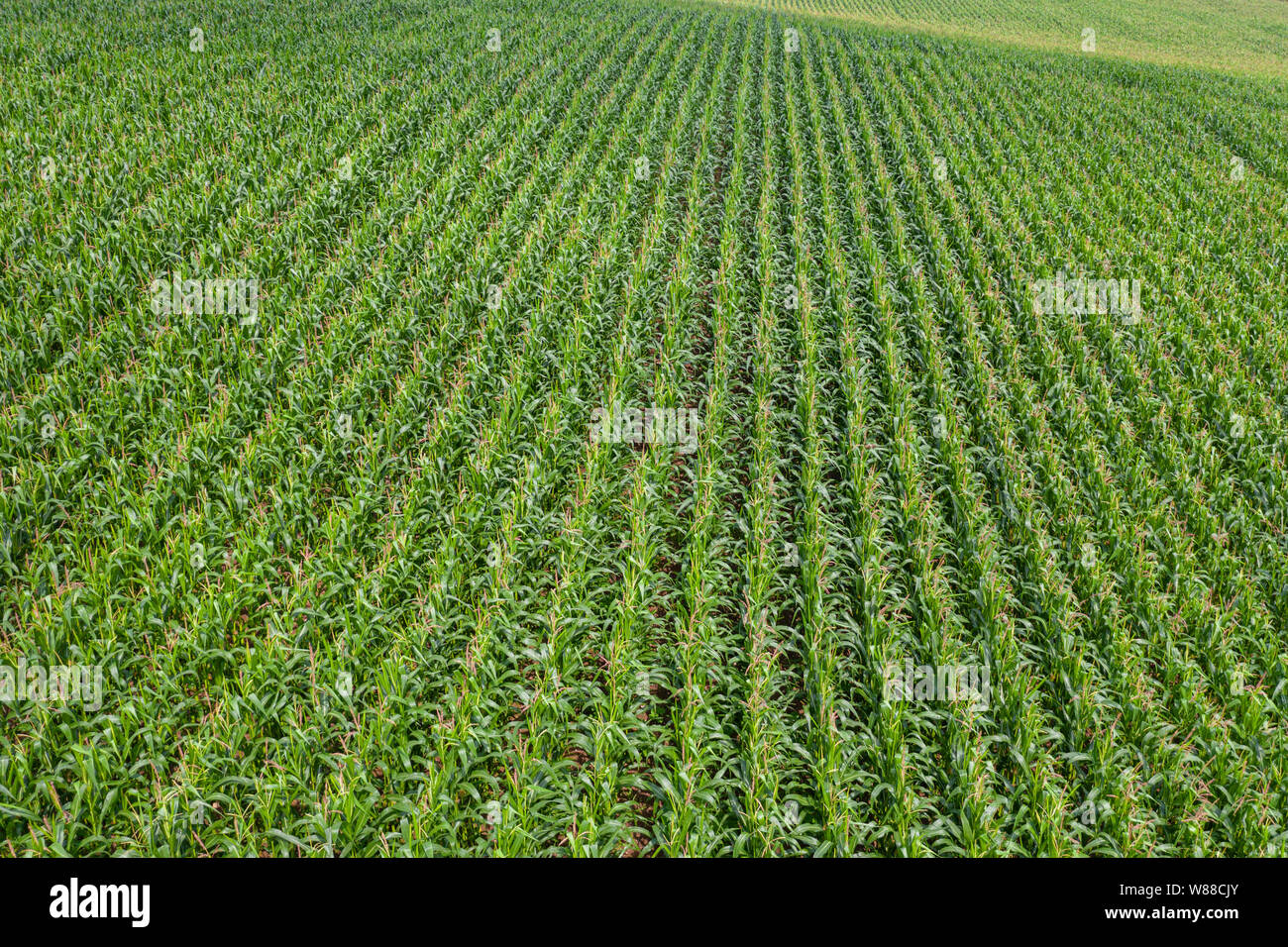 Aerial view over hilly field with rows of corn plants at bright summer ...