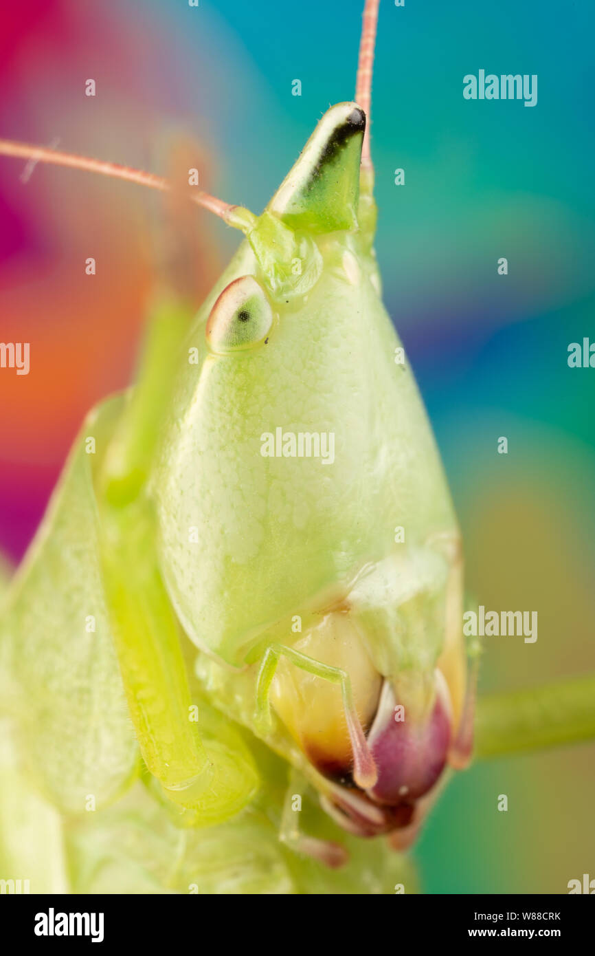 Close up photo of a Nebraska Conehead Insect, Neoconocephalus ...