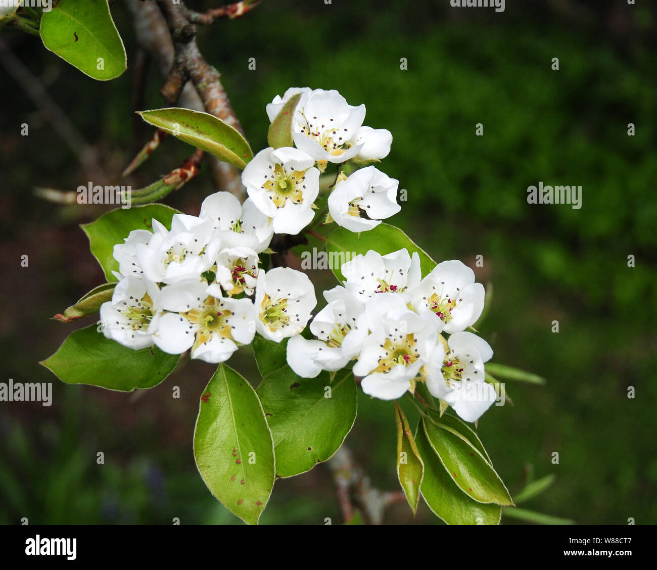 Pear tree bloosom hi-res stock photography and images - Alamy