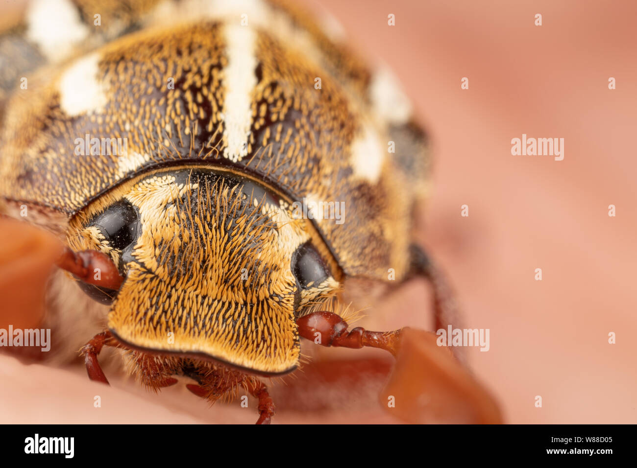 macro photo of a ten lined june beetle, also called a squeak bug ...