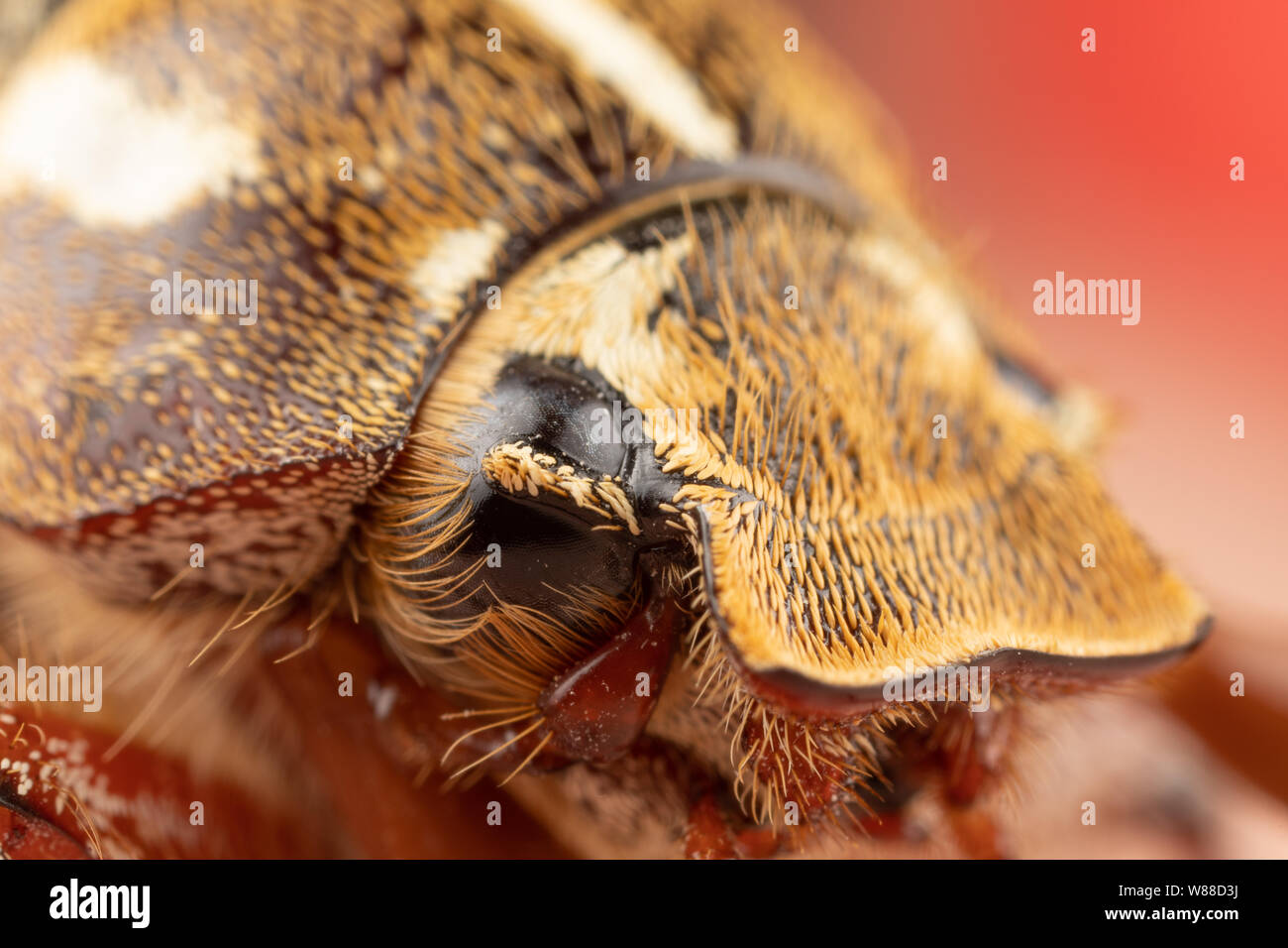 Squeaking beetle hi-res stock photography and images - Alamy