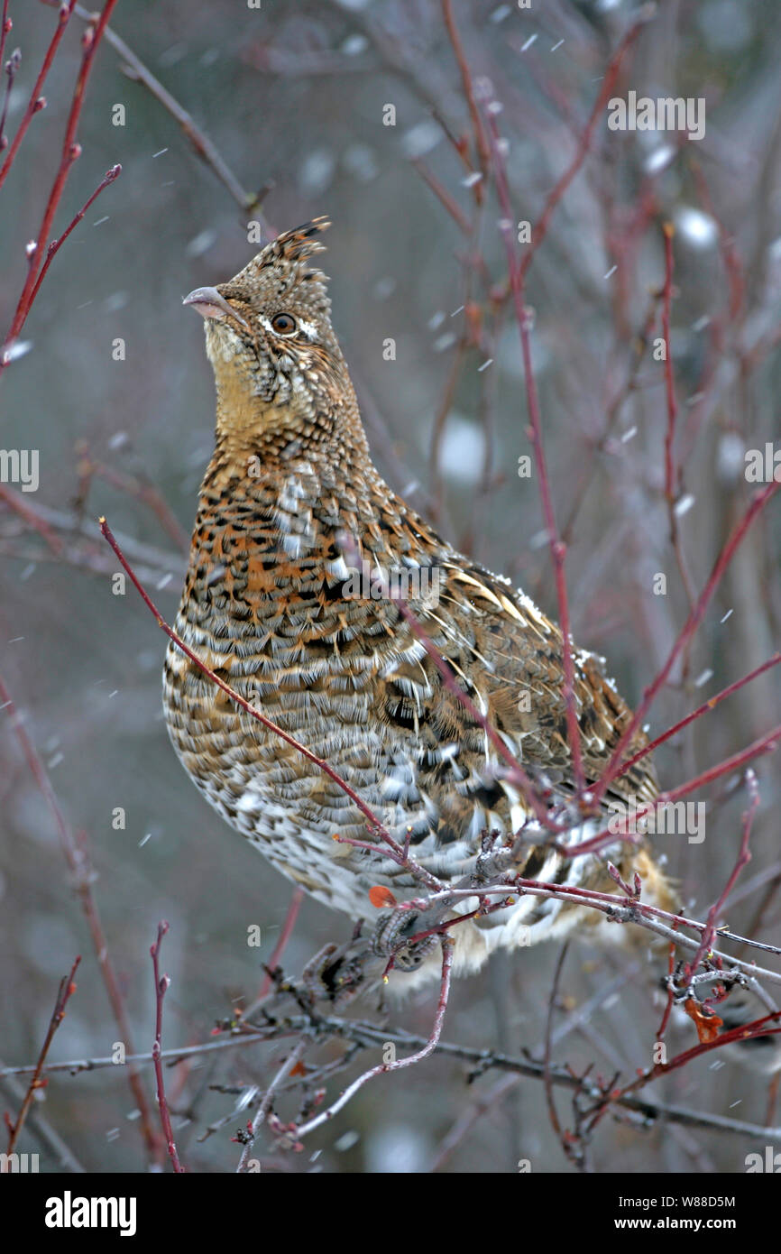 Ruffed grouse umbellus camouflage hi-res stock photography and images ...