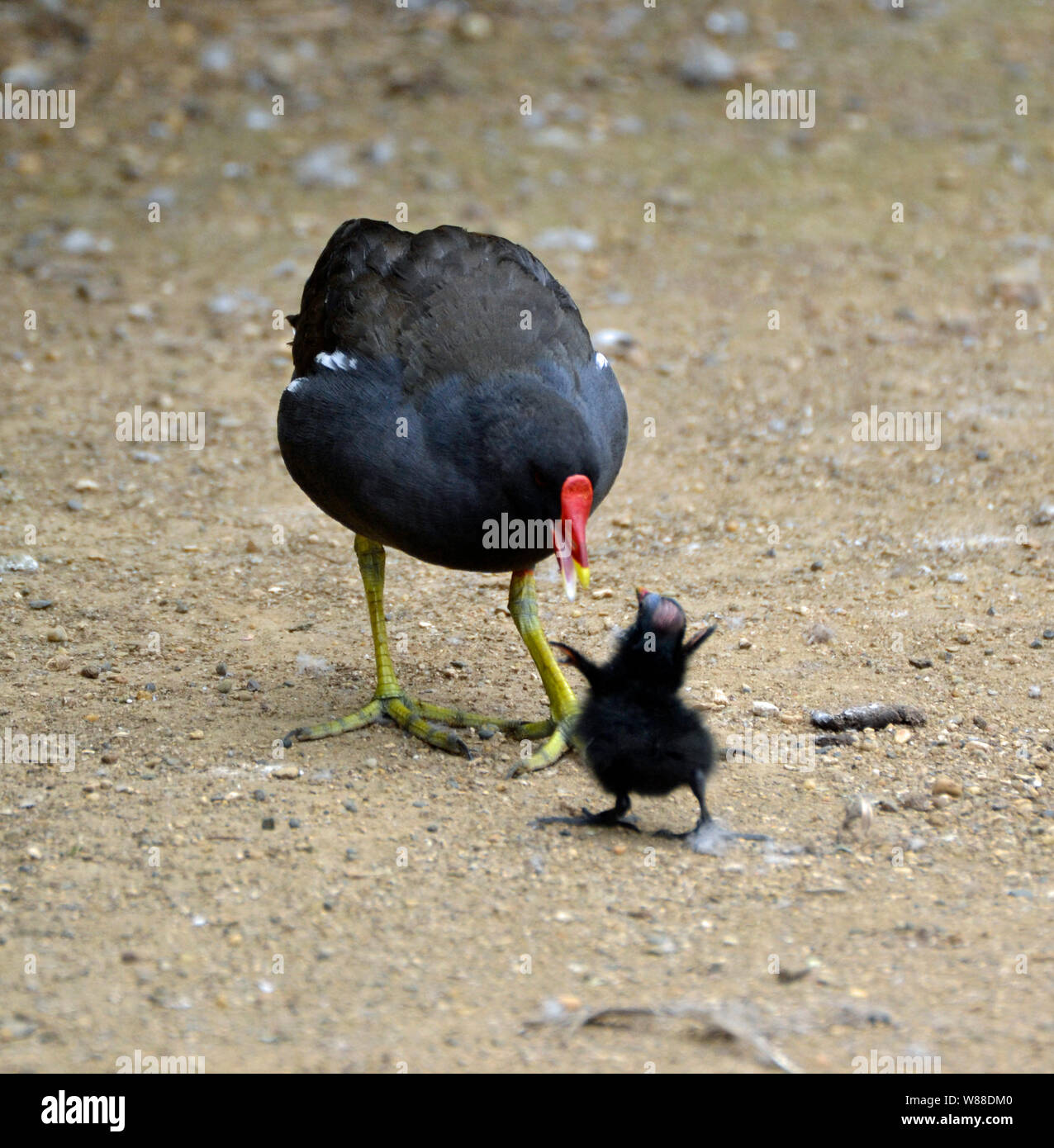 A mother moorhen feeding her baby at Cotswold Wildlife Park, Burford ...
