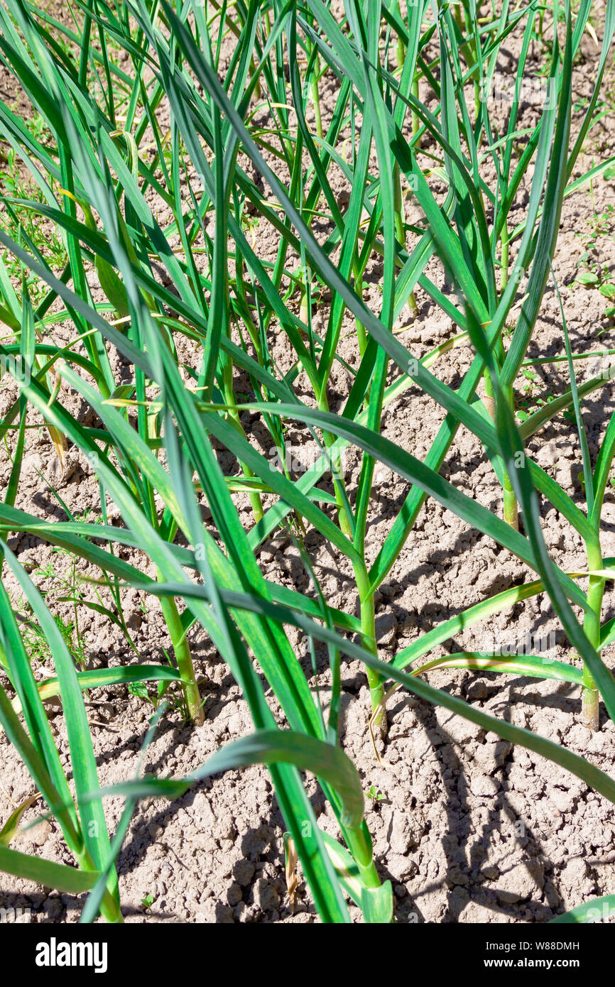 Small garlic field hi-res stock photography and images - Alamy