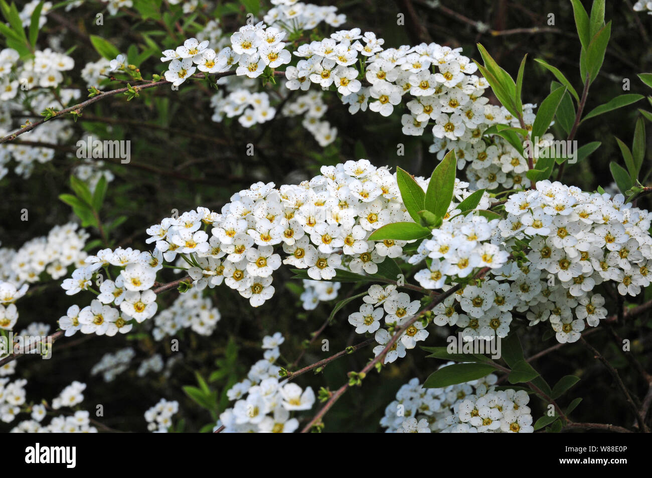 Bridal Bush. Spirea arguta. Blossom Stock Photo - Alamy