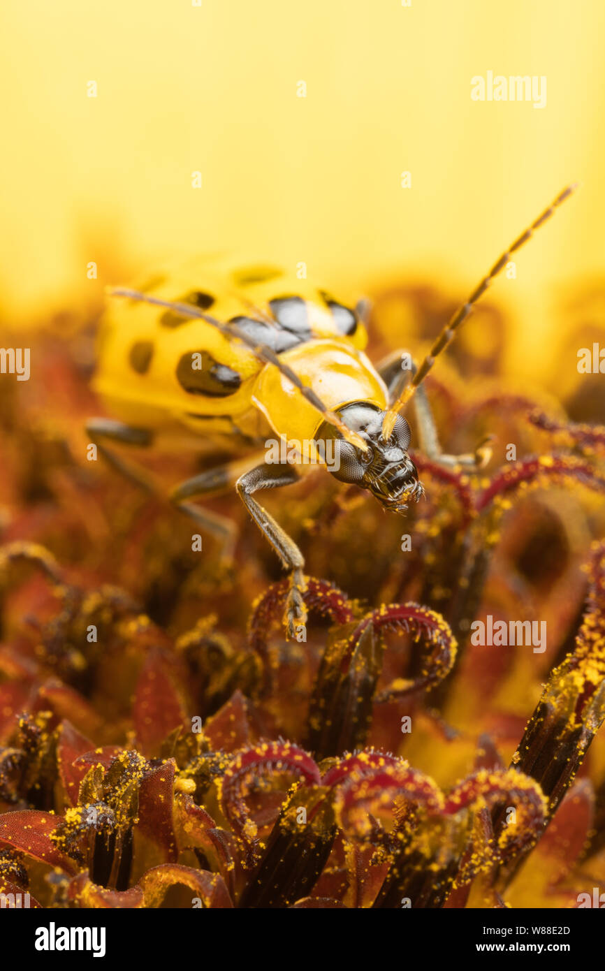 Sunflower pests hi-res stock photography and images - Alamy