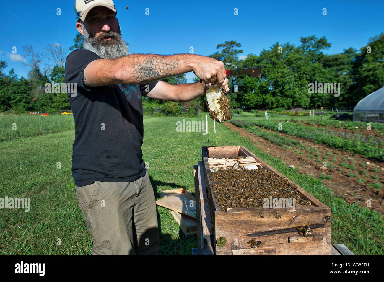 UNITED STATES - June 11, 2019: Kasey Clark checks his unique bee hive ...