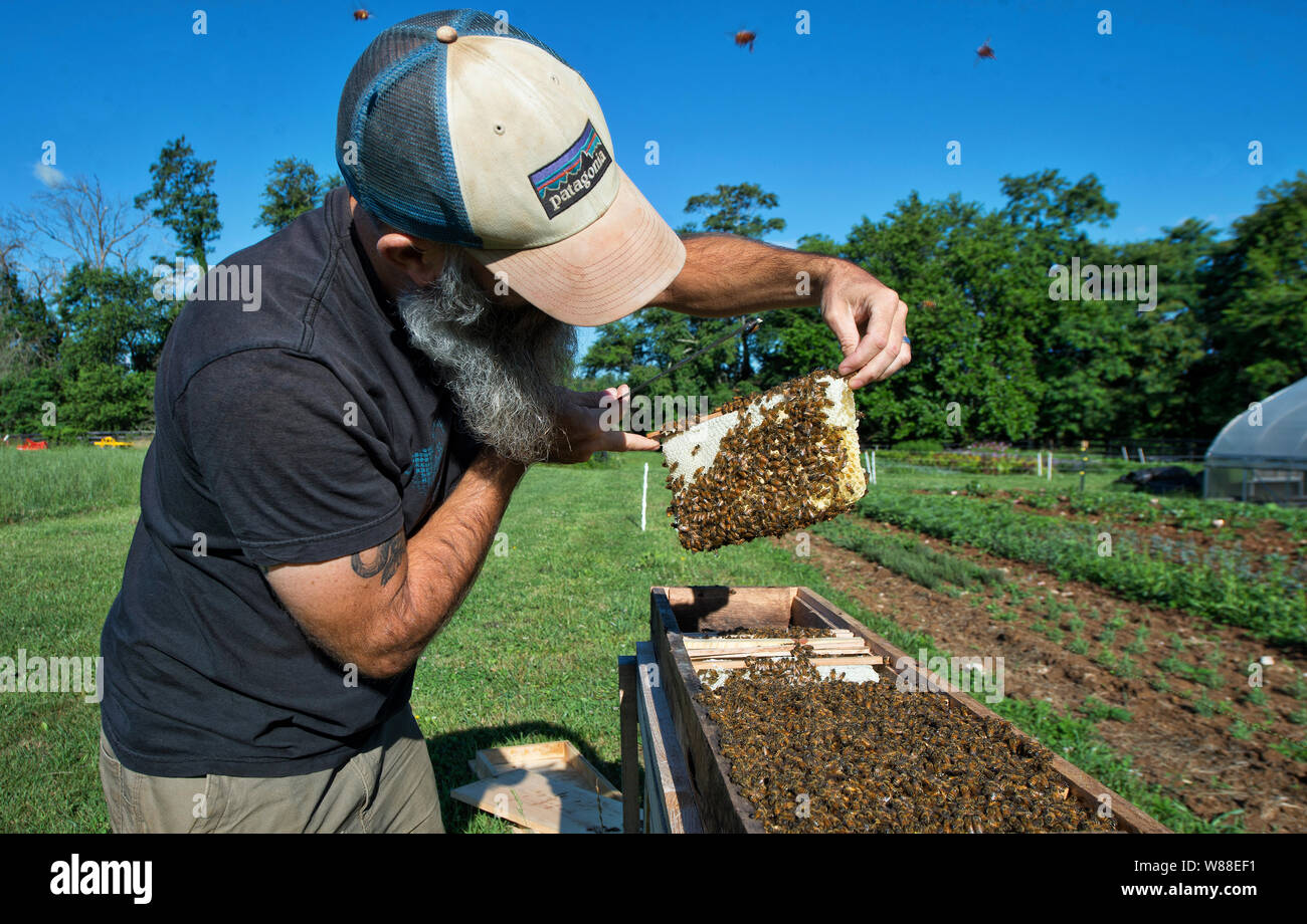 UNITED STATES - June 11, 2019: Kasey Clark checks his unique bee hive ...