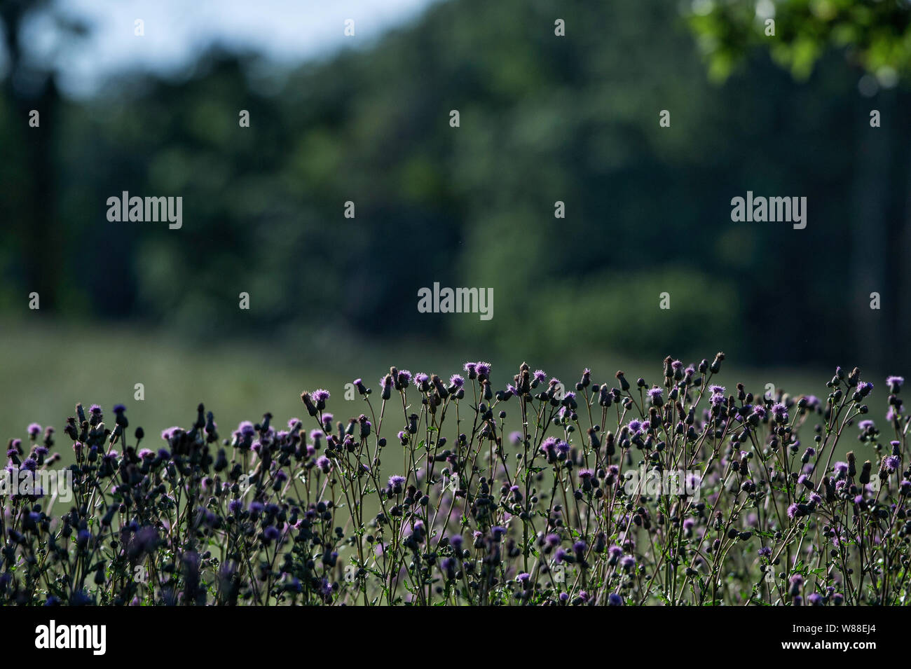 UNITED STATES - June 11, 2019: Kasey Clark checks his unique bee hive ...
