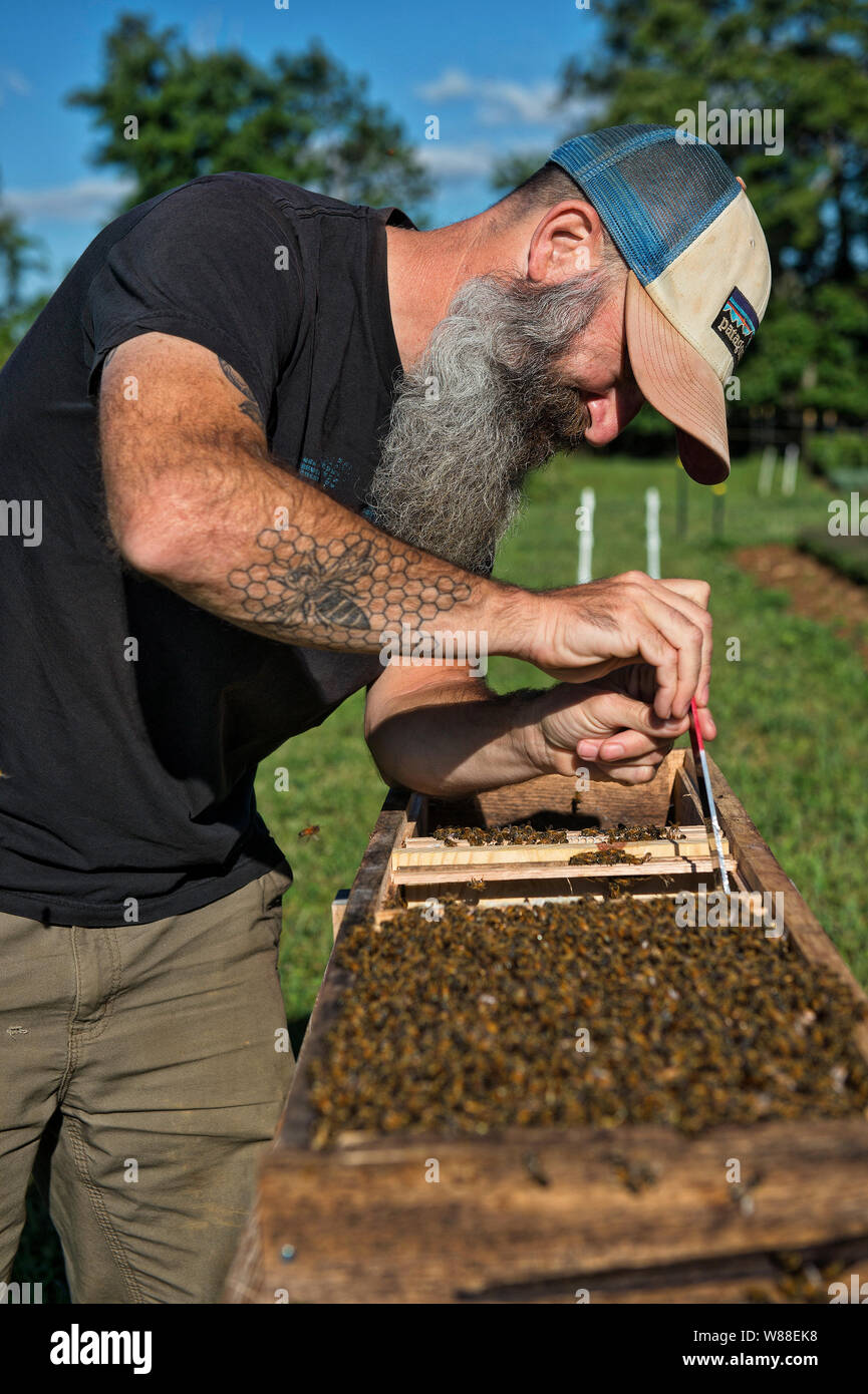 Blue bee bar hi-res stock photography and images - Alamy
