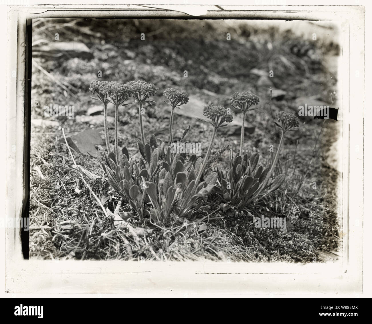 Robert butchart hi-res stock photography and images - Alamy