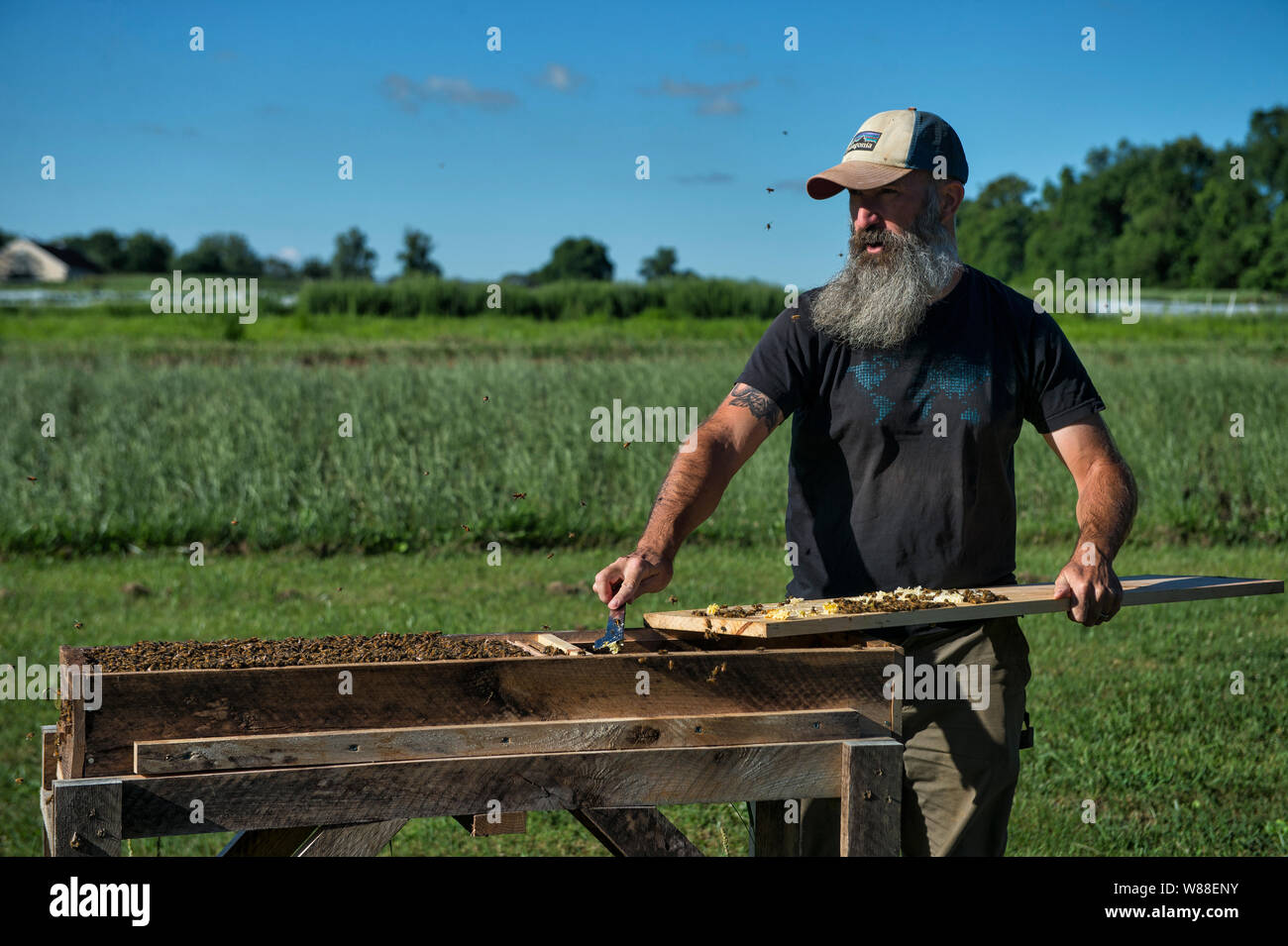UNITED STATES - June 11, 2019: Kasey Clark checks his unique bee hive ...