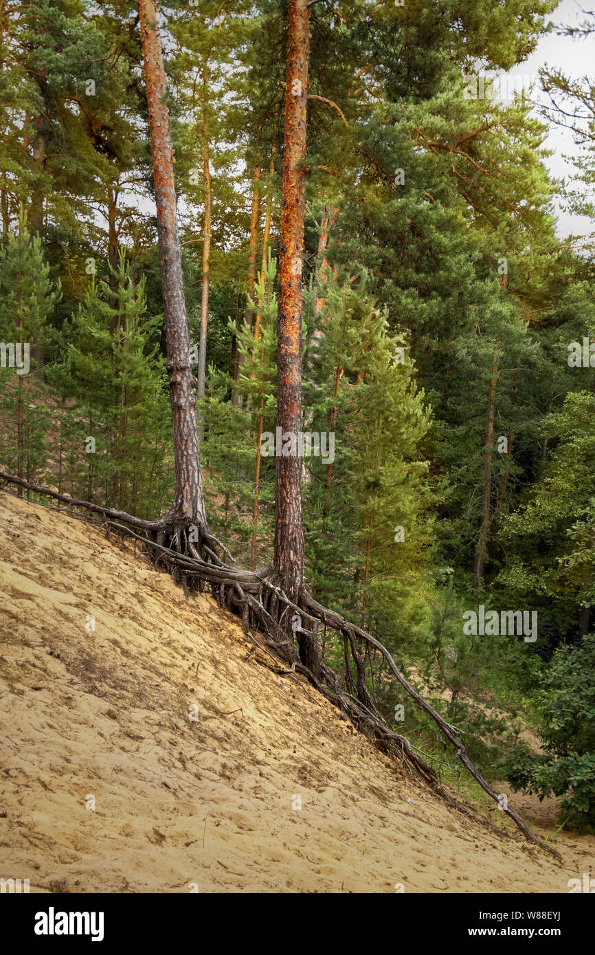 Tree trunk sticking out into the water hi-res stock photography and ...
