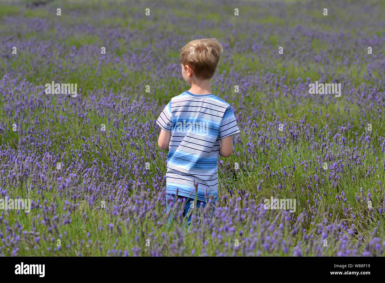 Child picking lavender at a farm in Hitchin, Hertfordshire, UK Stock ...