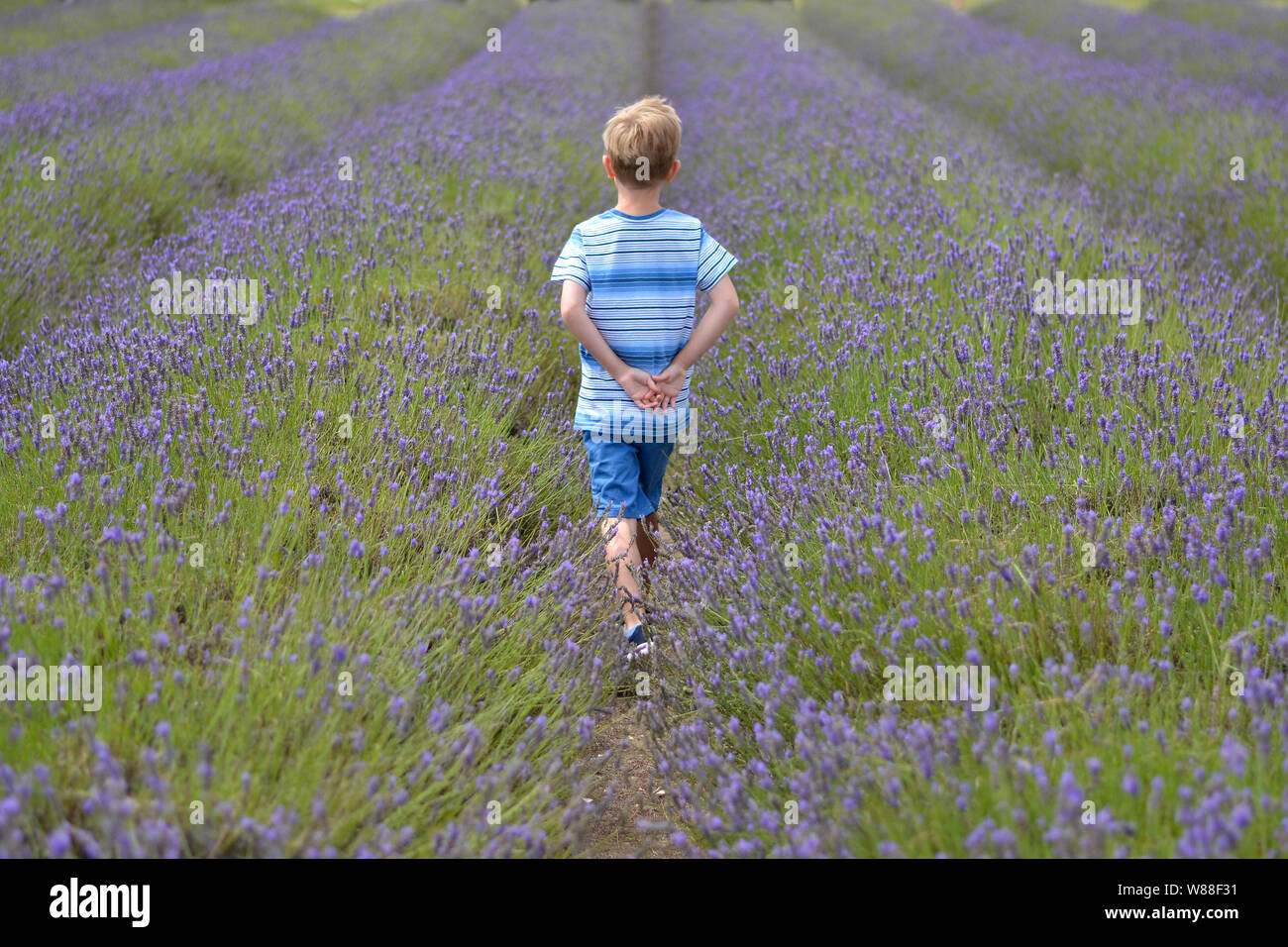 Child picking lavender at a farm in Hitchin, Hertfordshire, UK Stock ...