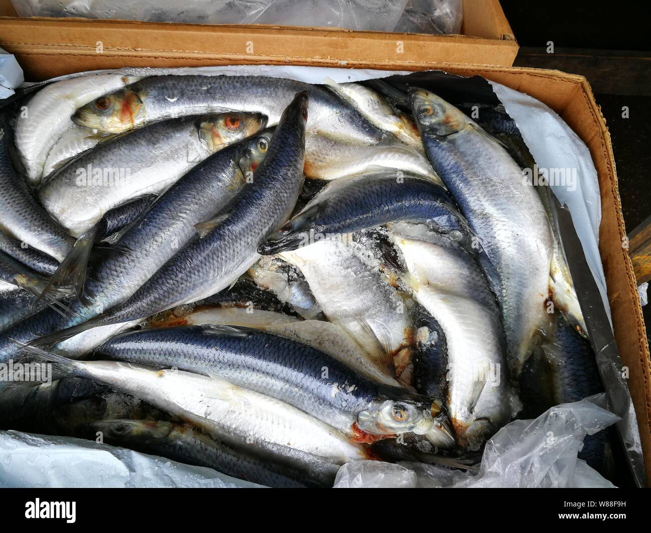 Box with frozen fish in the ice on the market Stock Photo - Alamy