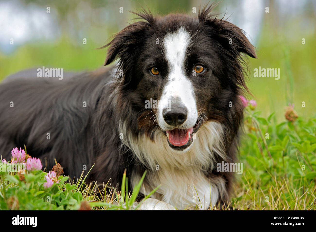 Border collie laying on hi-res stock photography and images - Alamy