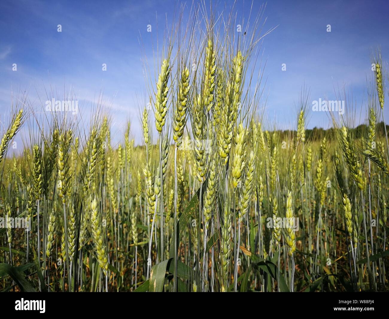 Young ripening green wheat in hi-res stock photography and images - Alamy