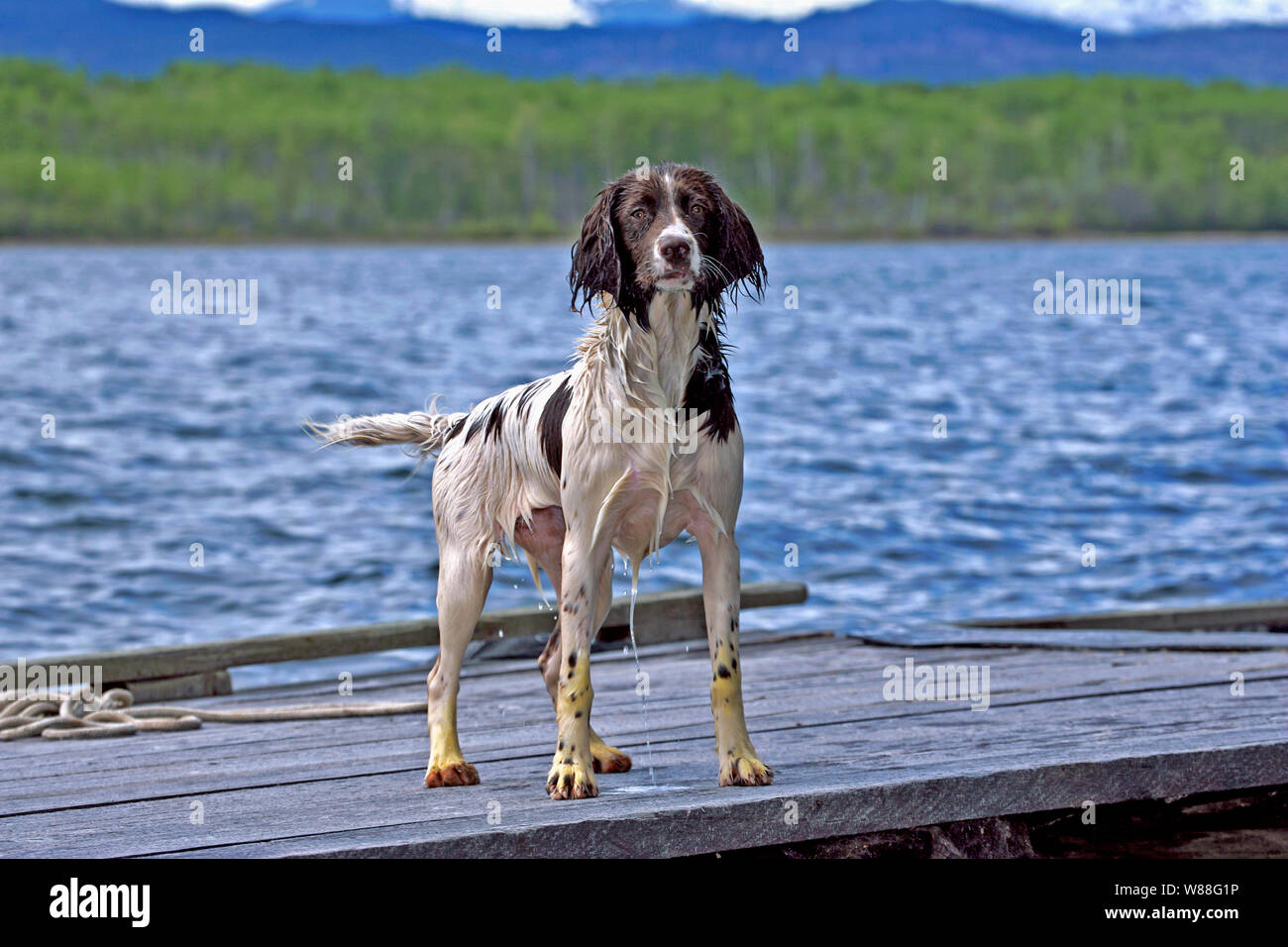 Soaking wet English Springer Spaniel standing at wharf after swimming ...